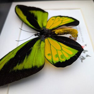 Ornithoptera Goliath Procus, Goliath Birdwing, Green Birdwing ...
