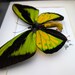 Ornithoptera Goliath Procus, Goliath Birdwing, Green Birdwing ...