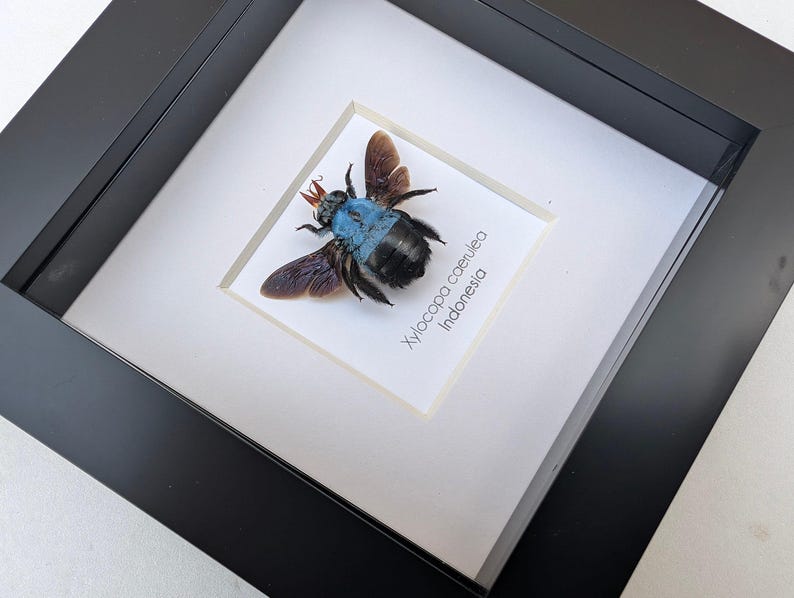 Abeja carpintera azul disecada y enmarcada: arte mural entomológico de ...