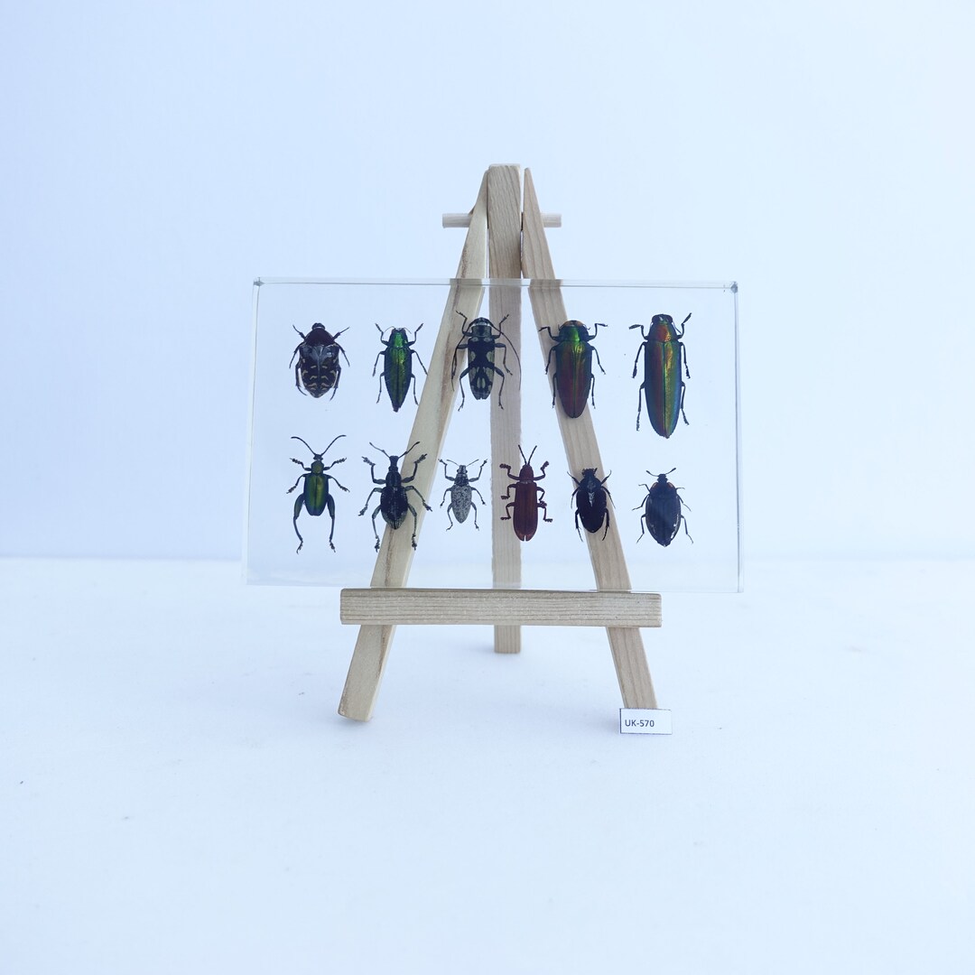 Mixed Bugs in a Resin Block Paperweight Gift Box and Easel - Etsy