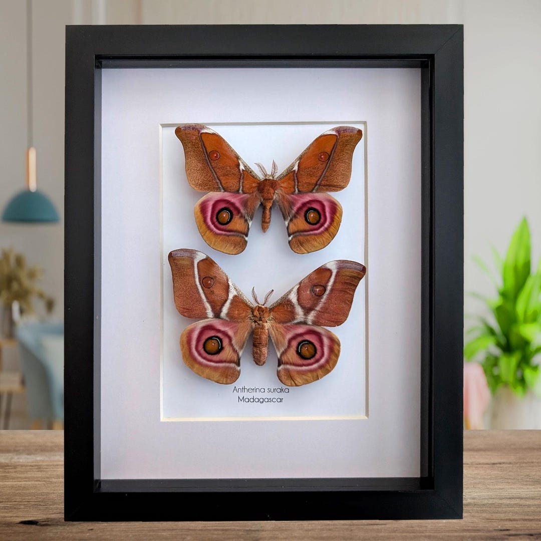 Antherina Suraka Pair, Madagascar Bullseye Moth, Madagascan Silk Moth ...
