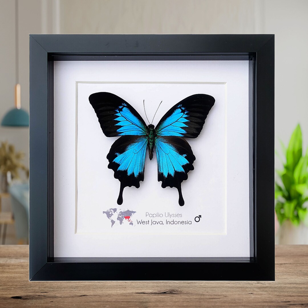 Papilio Ulysses, Ulysses Swallowtail, Blue Mountain Swallowtail, Wall ...