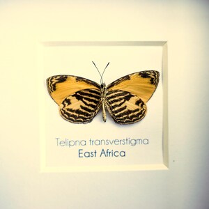 Telipna Transverstigma, Small Butterfly, Yellow Butterfly, Taxidermy ...