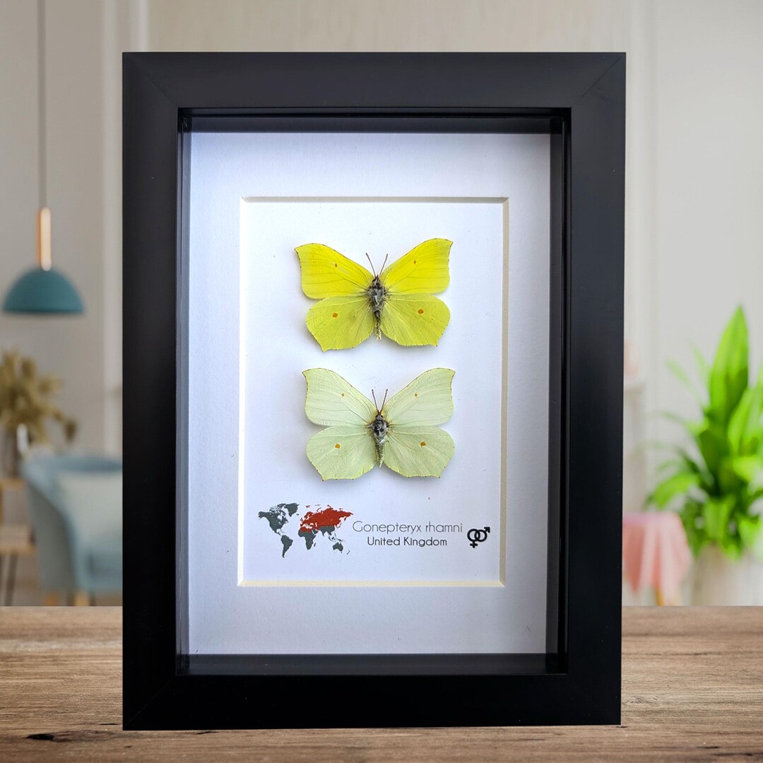 Gonepterix rhanni, papillon marin de Rhanni, petit papillon, décoration ...
