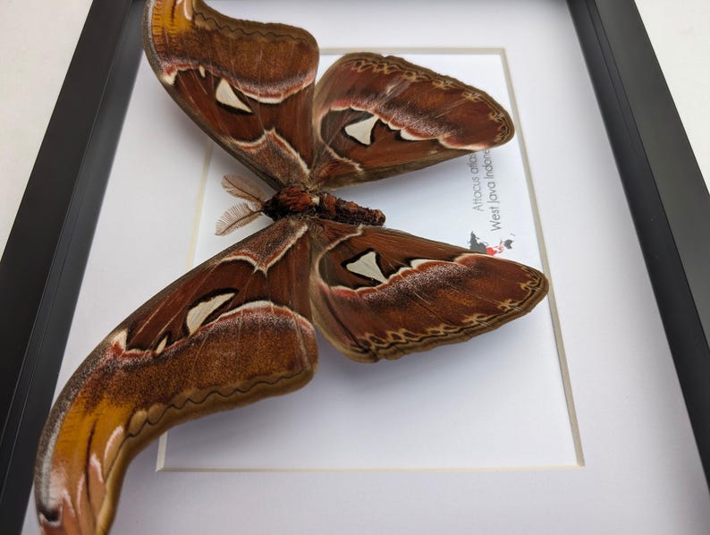 Framed Atlas Moth Taxidermy: Entomology Wall Art (10"x8") - Etsy UK