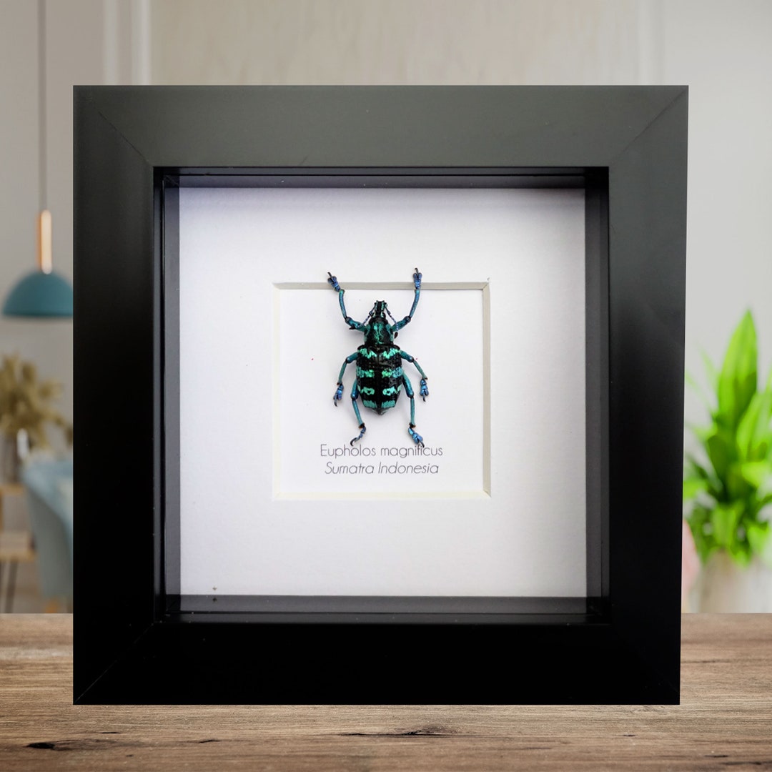 Eupholus Magnificus, Blue Weevil, Taxidermy Beetle, Entomology Present ...