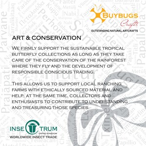 Morpho Marcus Adonis, the Adonis Morpho, the Adonis Butterfly, Big Blue ...