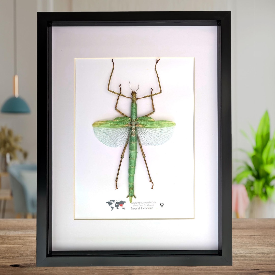 Framed Timor Giant Indonesian Stick Insect Eurycnema Versirubra ...
