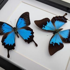 Papilio Ulysses Pair, Ulysses Swallowtail, Blue Mountain Swallowtail ...