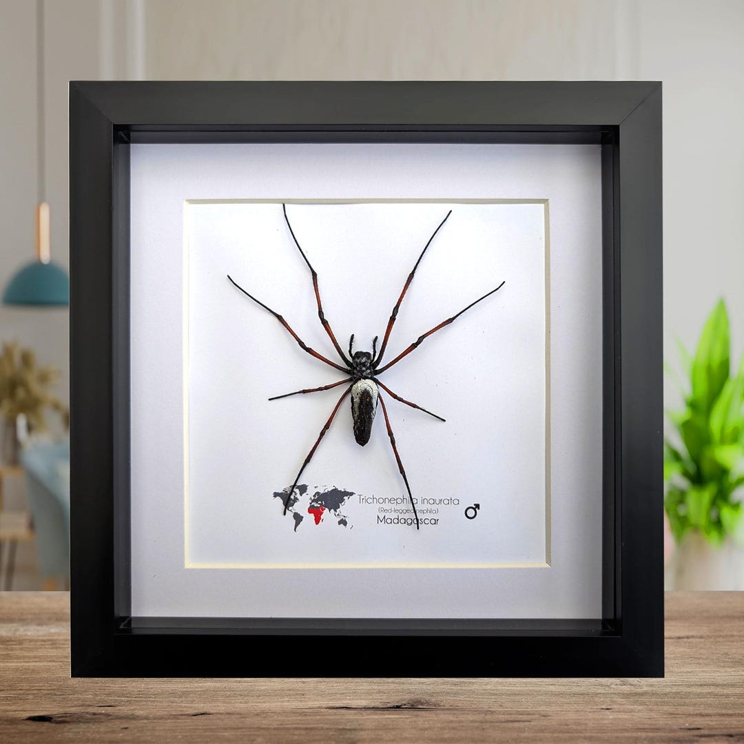 Trichonephila Inaurata, Red-legged Golden Orb-weaver Spider, Giant ...