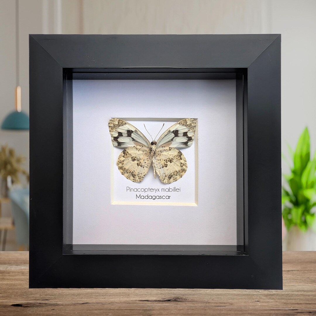 Framed Pinacopteryx Mabillei Back View, Mabille’s White: Butterfly ...