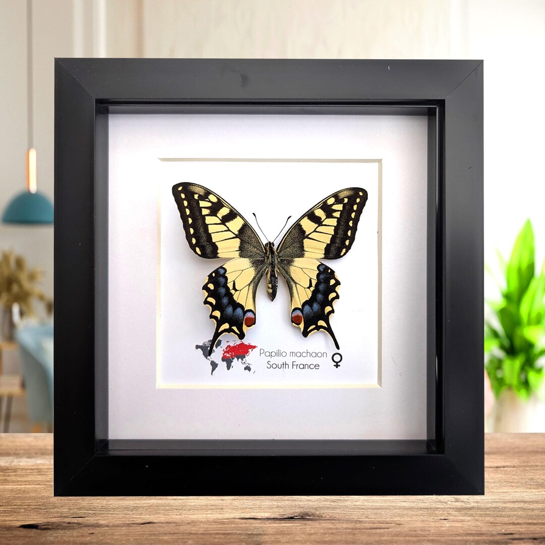 Papilio Machaon Female, Old World Swallowtail, Swallowtail Yellow ...