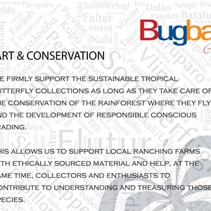 Ornithoptera Goliath Procus, Goliath Birdwing, Green Birdwing ...