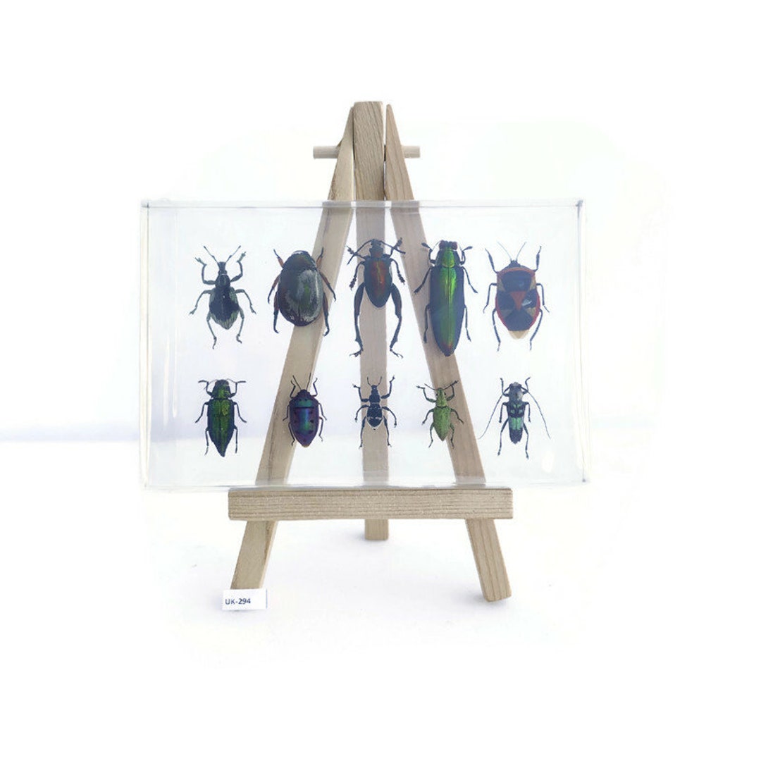 Mixed Bugs in a Resin Block, Paperweight Gift Box and Easel, Bugs in ...