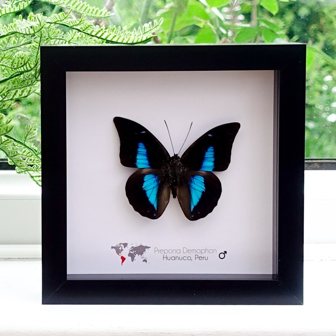 Archaeoprepona Demophon One-spotted Prepona Demophon - Etsy