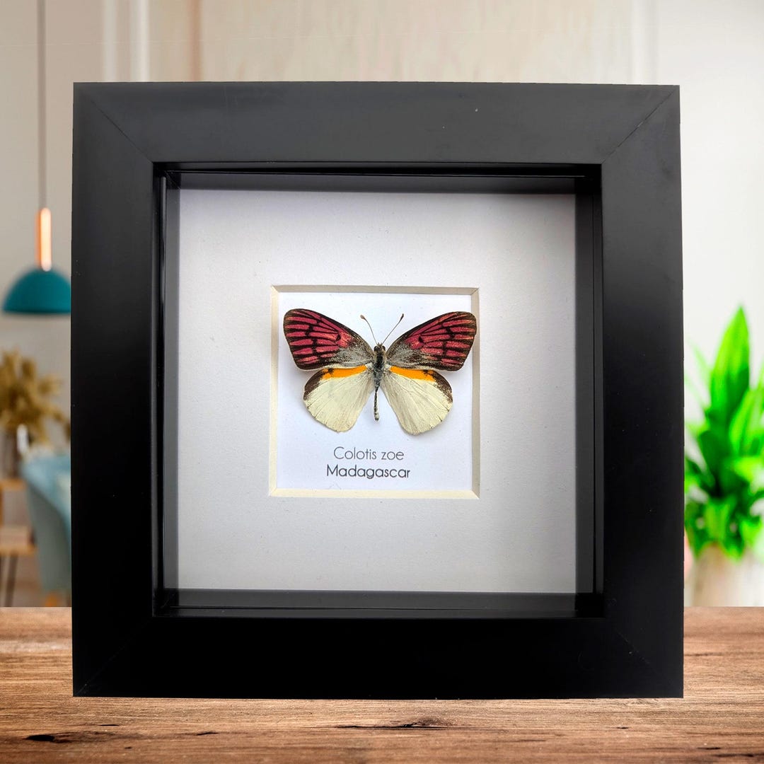 Colotis Zoe, the Madagascan White and Pick Butterfly, Framed Butterfly ...