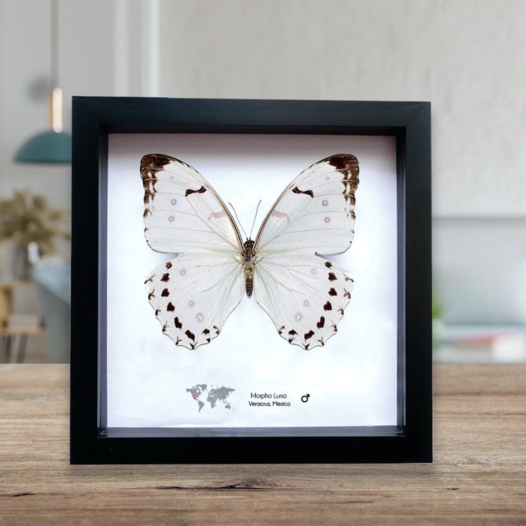 Morpho Polyphemus Luna White Ghost Morpho Butterfly, a Very Large White ...