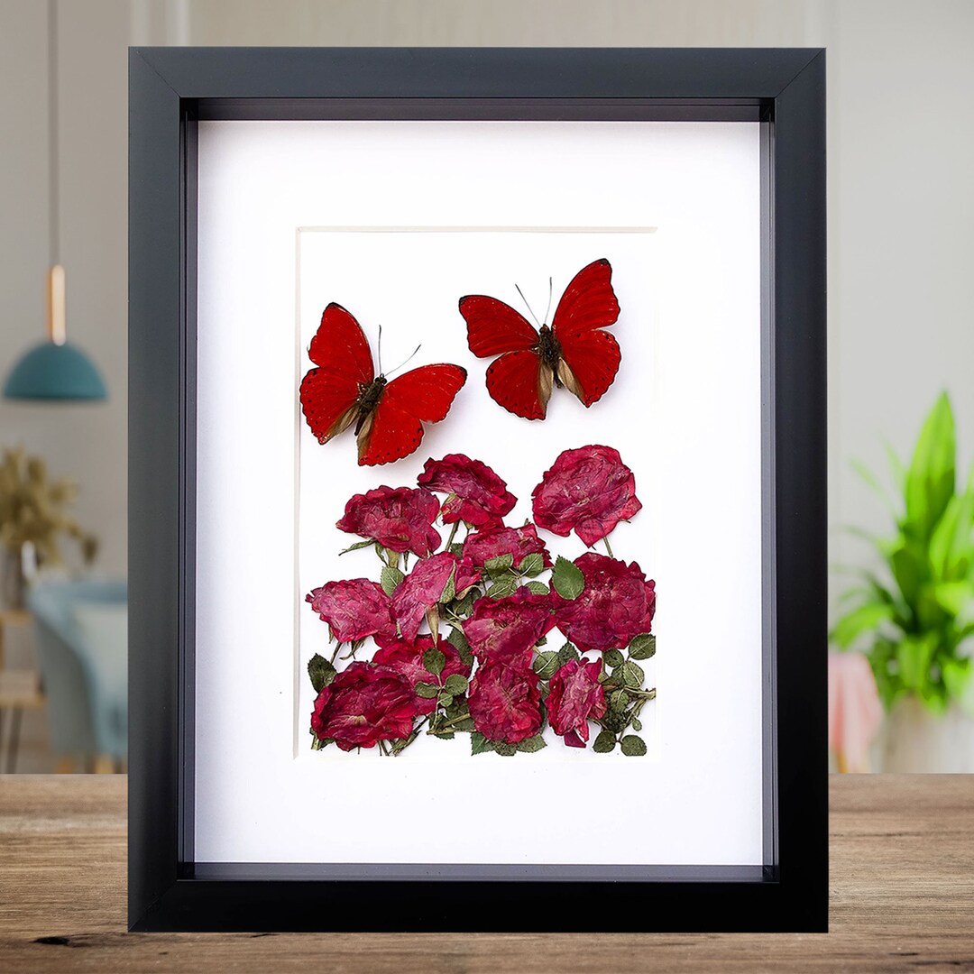 Dried Roses With Cymothoe Sangaris the Blood-red Glider - Etsy