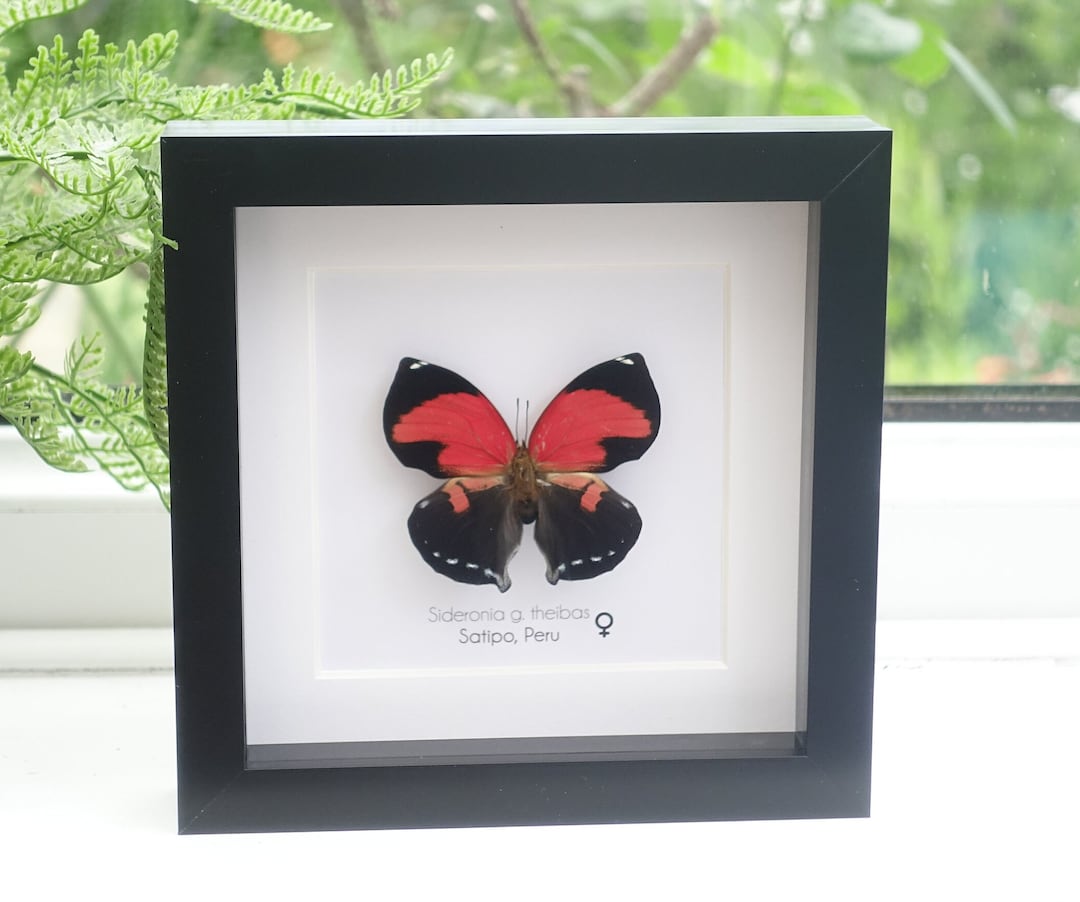 Siderone Galanthis Thebais, Scarlet Leafwing, Red-striped Leafwing ...