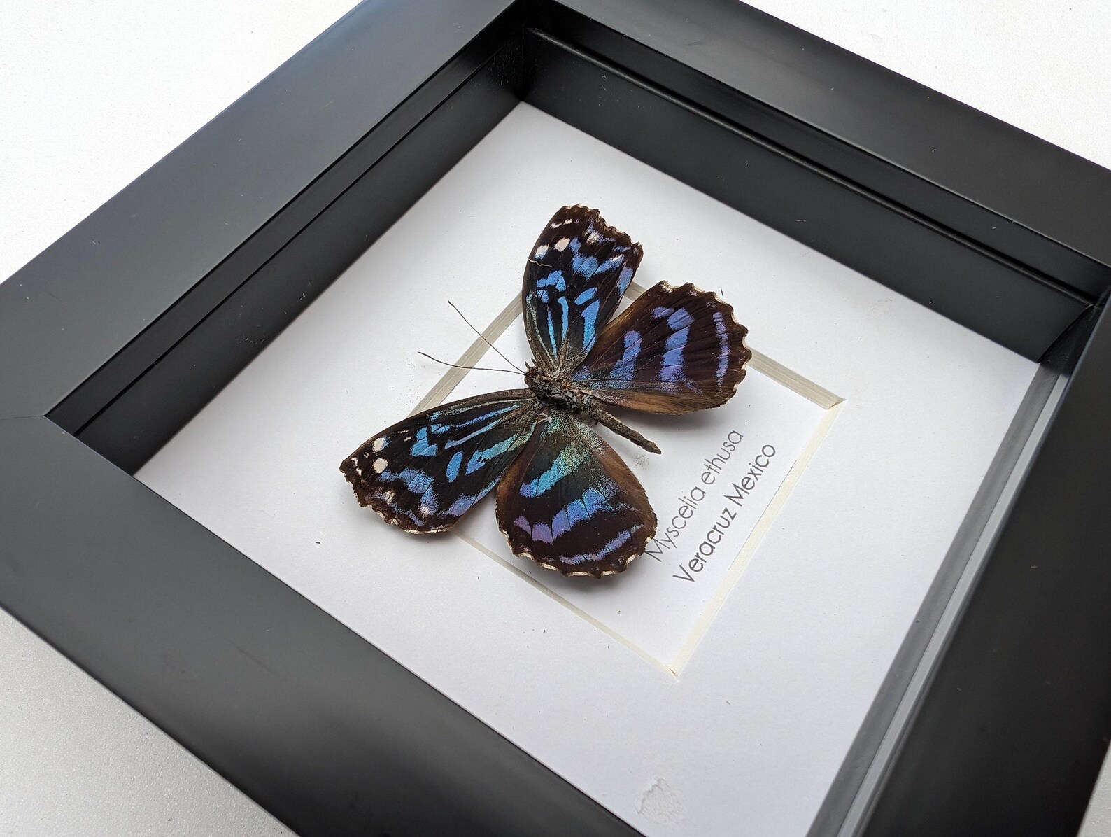 Myscelia Ethusa, the Mexican Bluewing or Blue Wing, Taxidermy Butterfly ...