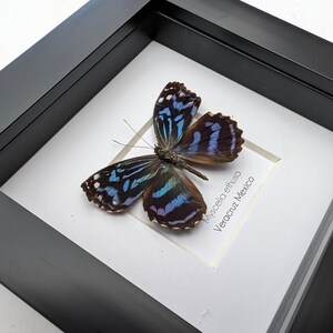Myscelia Ethusa, the Mexican Bluewing or Blue Wing, Taxidermy Butterfly ...