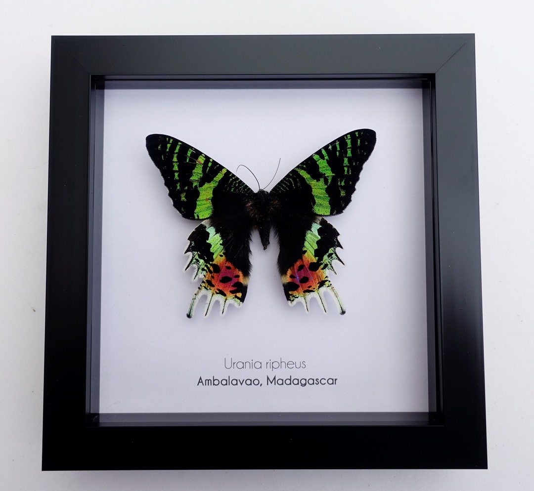 Urania Ripheus Chrysiridia Rhipheus the Madagascan Sunset - Etsy