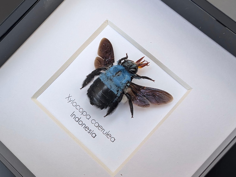 Abeja carpintera azul disecada y enmarcada: arte mural entomológico de ...
