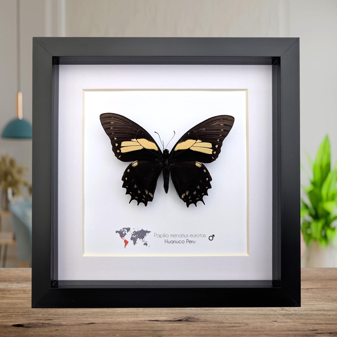 Papilio Menatius Eurotas, the Menatius Swallowtail, Wall Decor ...