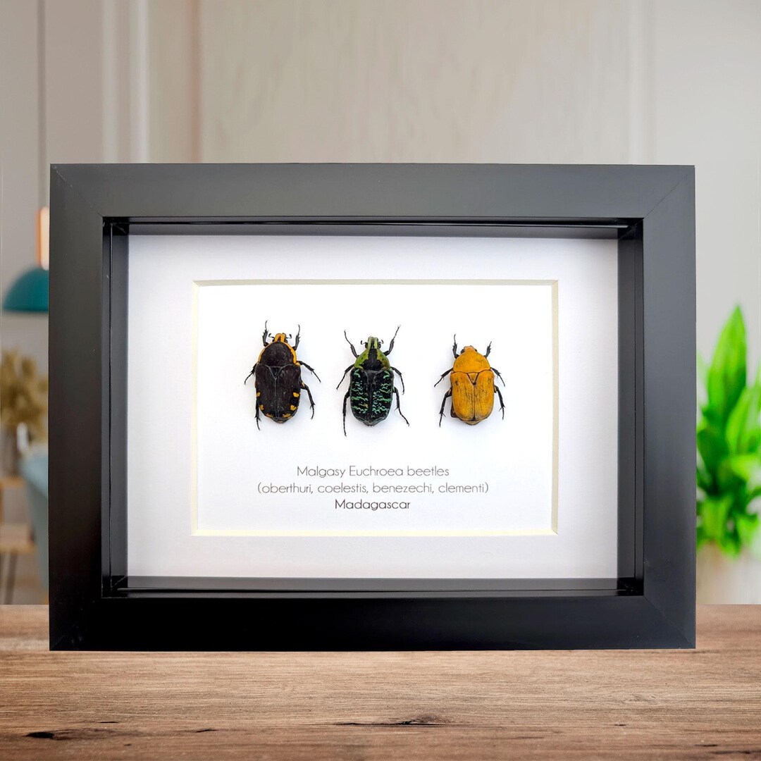 Euchroea Flower Beetle Set X4: Endemic Madagascar Entomology Display - Etsy
