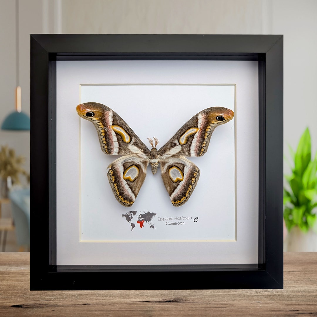 Epiphora Rectifascia, African Moth, Taxidermy Present, Entomology Gift ...