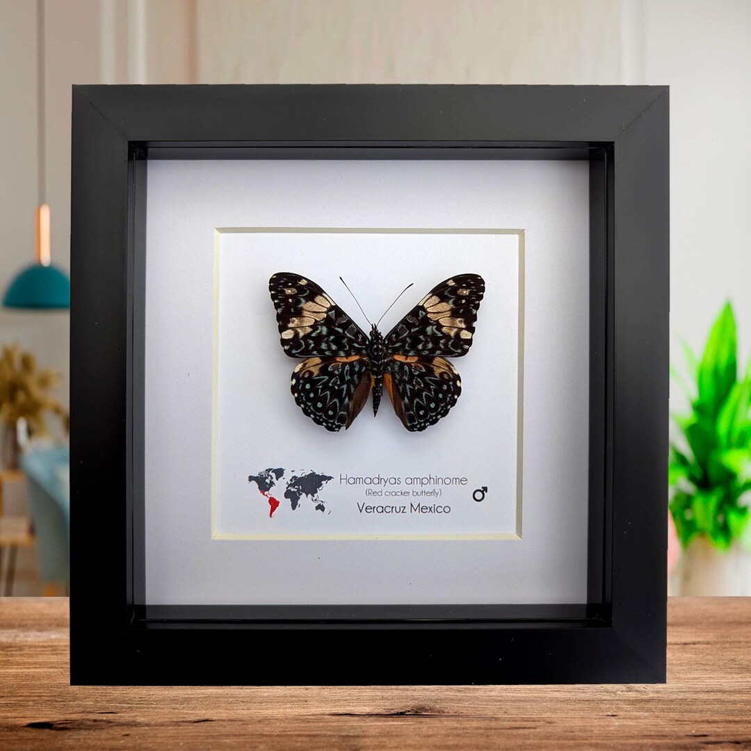 Hamadryas Amphinome, Red Cracker Butterfly, Grey Butterfly From Mexico ...