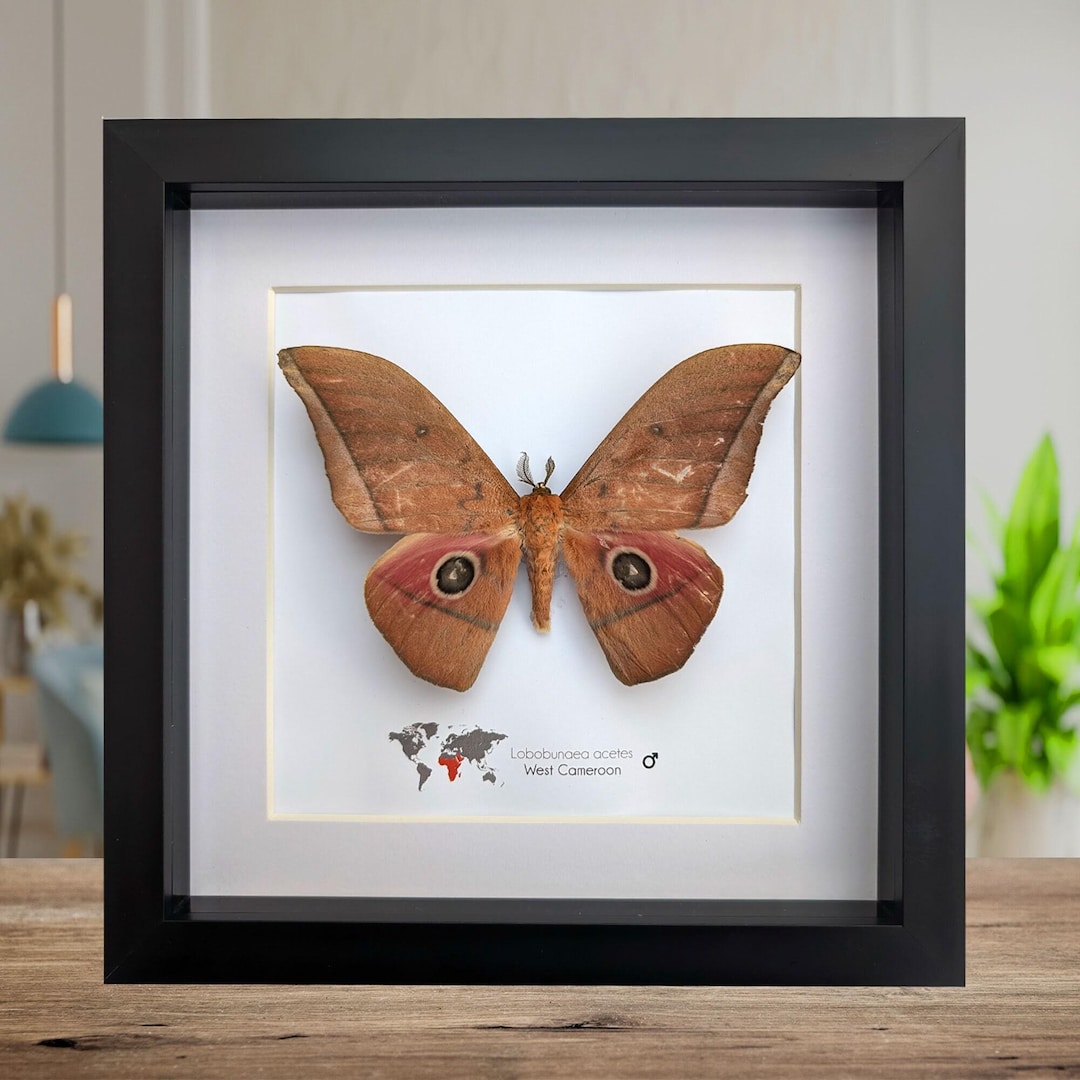 Framed Lobobunaea Acetes, African Moth Taxidermy, Entomology Wall Art ...