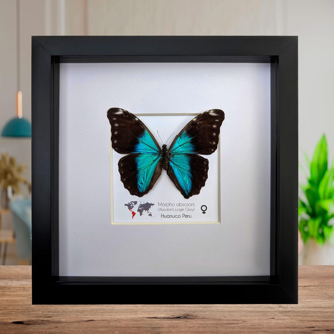Morpho Absoloni Female, the Absoloni Jungle Glory, Metallic Blue Morpho ...