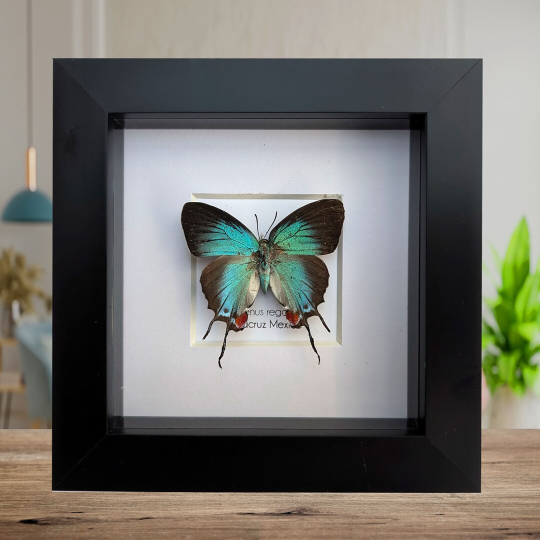 Evenus Regalis Female, Regal Hairstreak, Crowned Hairstreak, Evenus ...