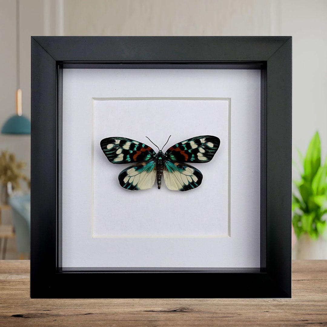 Erasmia Pulchella, Day-flying Moth, Wall Decor, Entomology Present ...