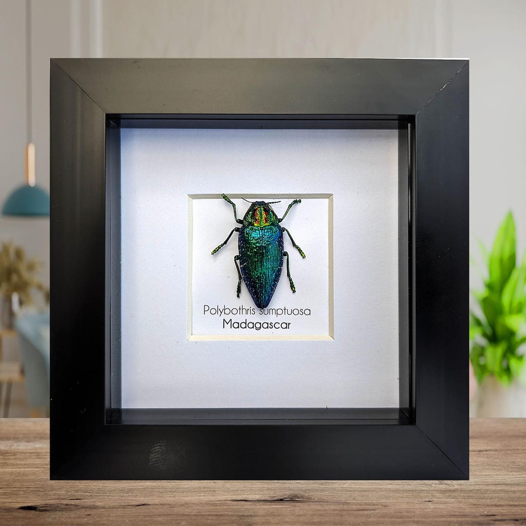 Polybothris Sumptuosa Jewel Beetle, Wall Decor, Ethically Sourced ...