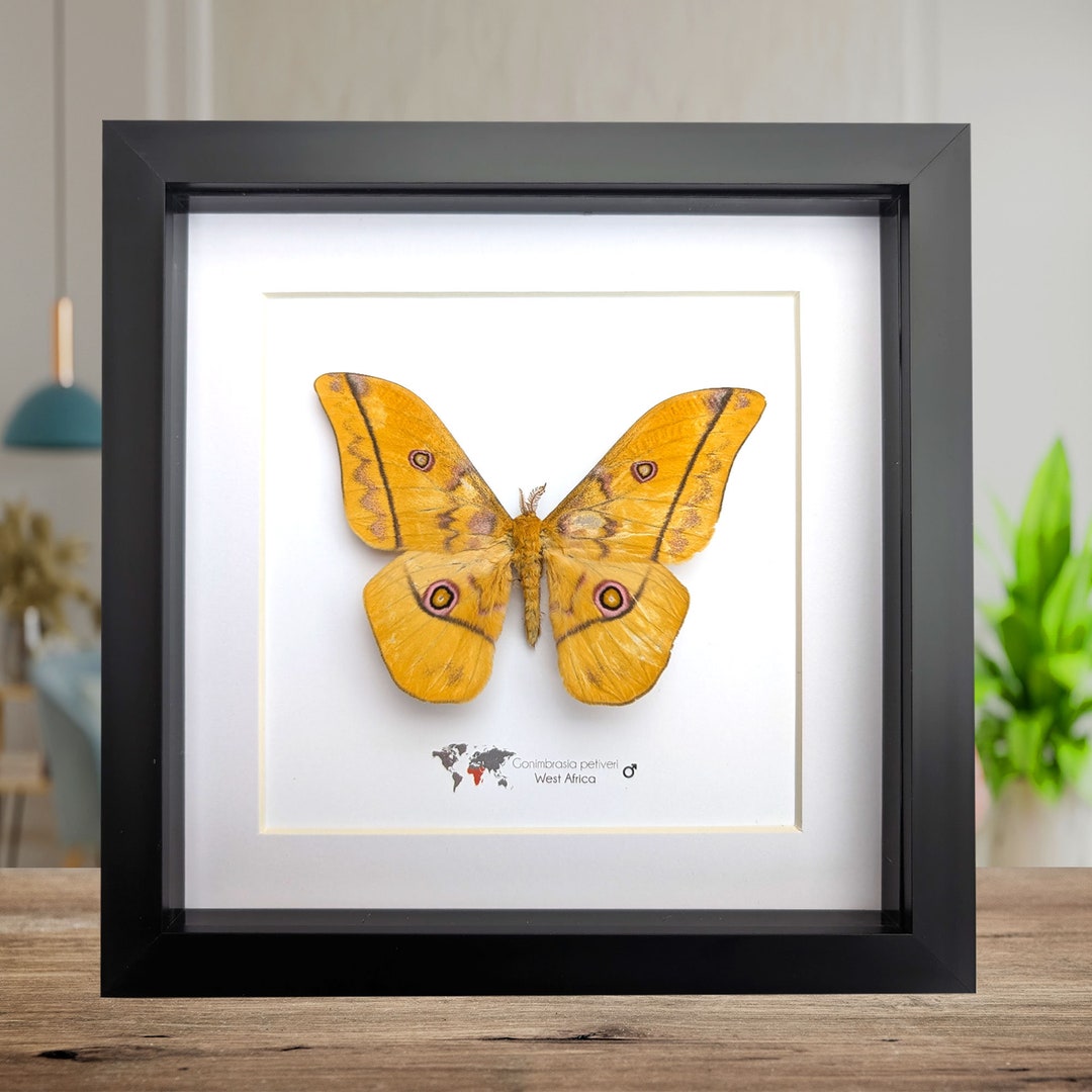 Gonimbrasia Petiveri, Emperor Moth, Taxidermy Preset, Entomology Gift ...