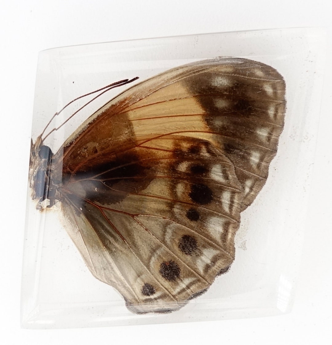 Nymphalidae Ssp Brush-footed Butterfly Magnet Fridge Magnet - Etsy