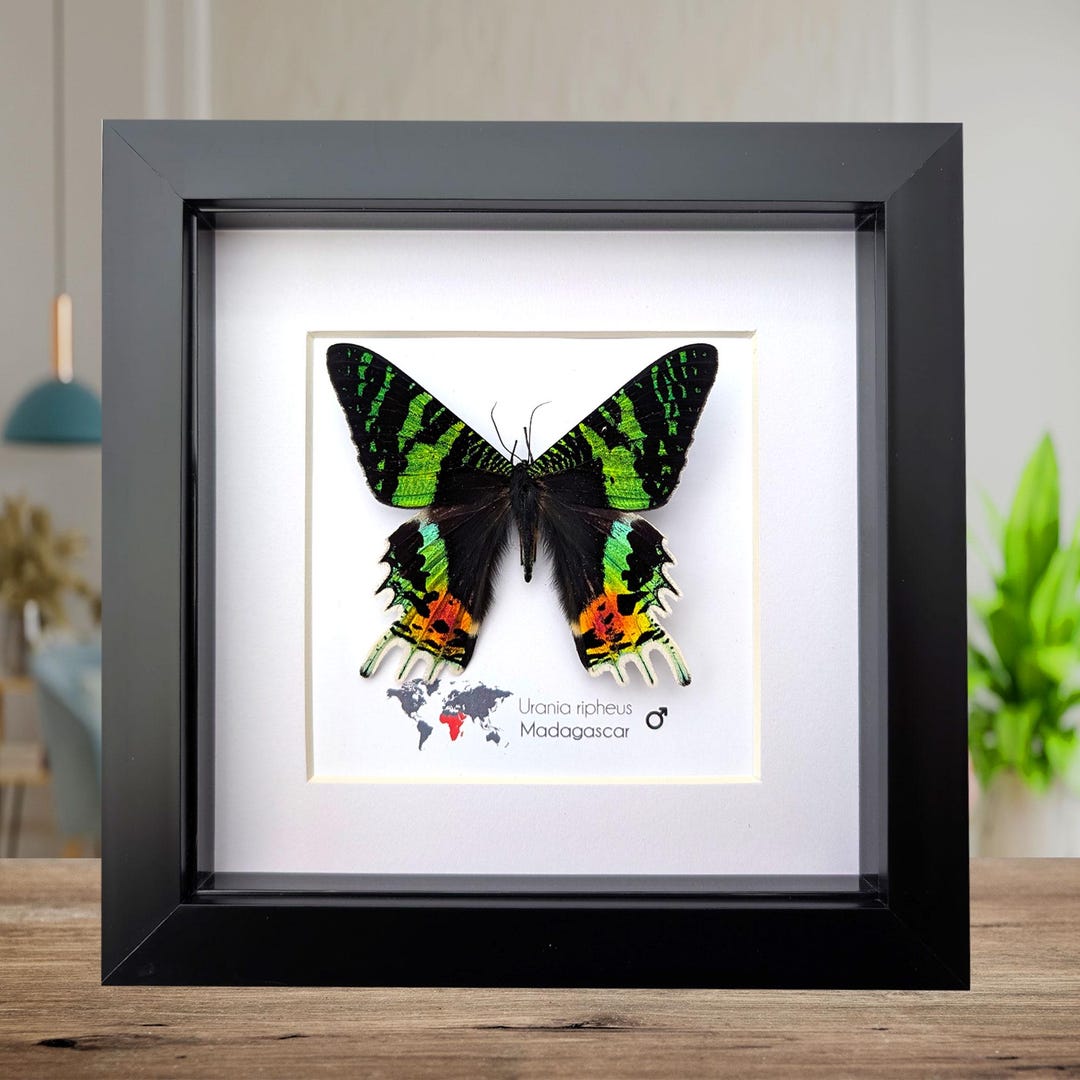 Urania Ripheus, Chrysiridia Rhipheus, the Madagascan Sunset Moth, Day ...