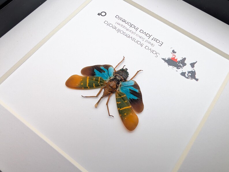 Saiva Transversolineata, Transverse-lined Lanternfly, Asian Planthopper ...