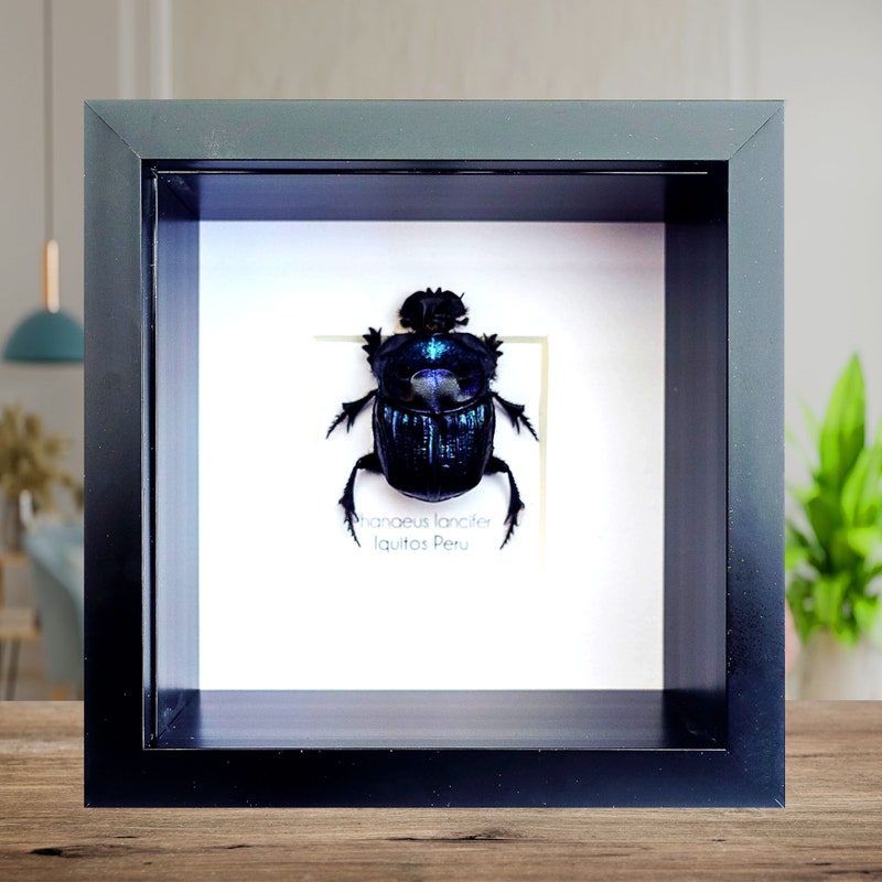 Insect Decor - Etsy