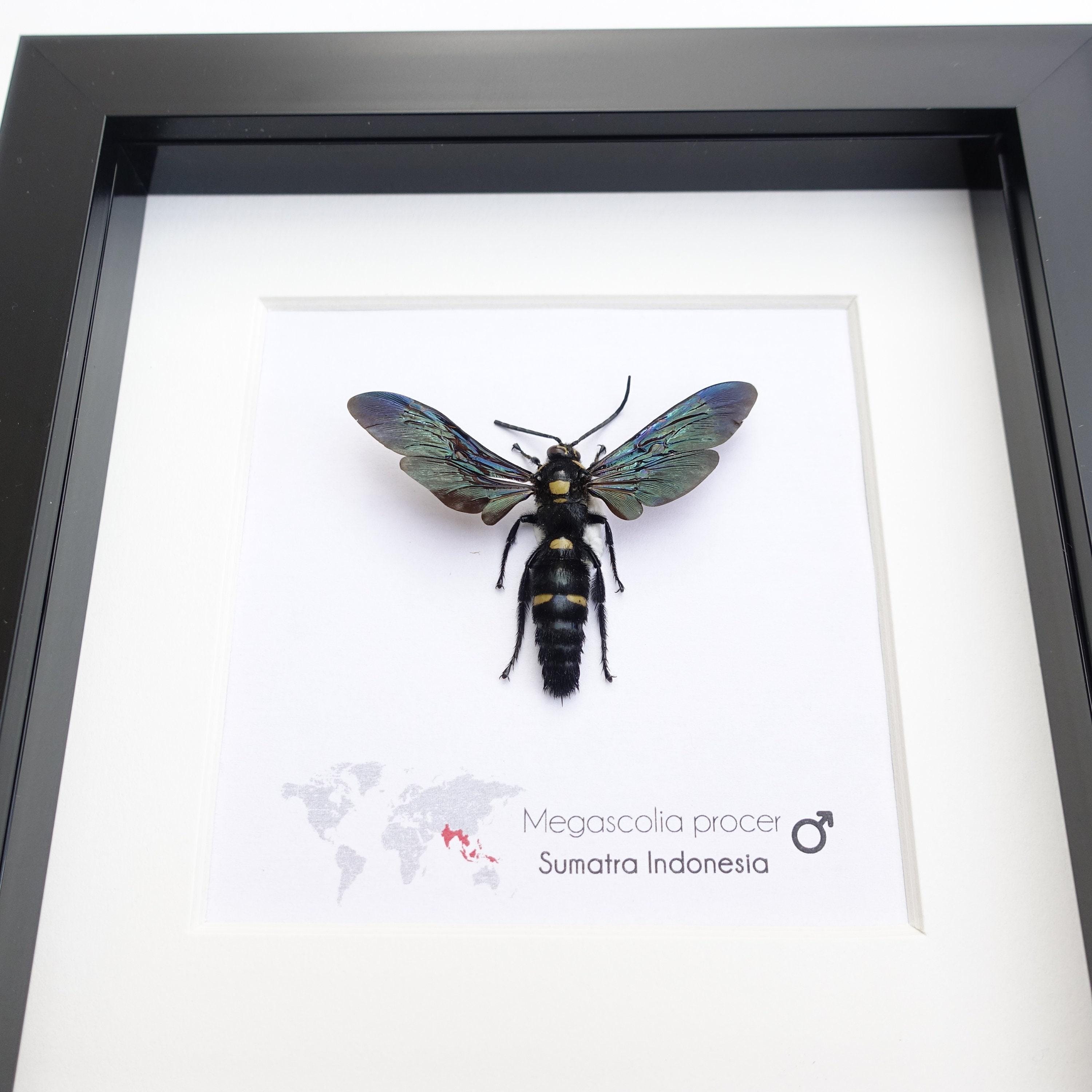 Framed Giant Scoliid Wasp Taxidermy: Entomology Wall Art - Etsy