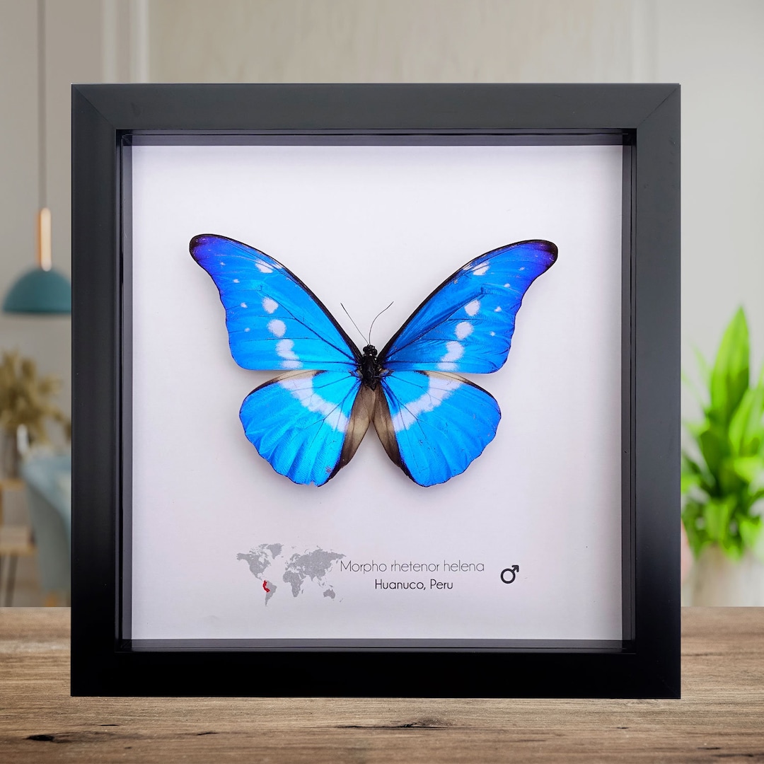 Morpho Rhetenor Helena, Morpho Rhetenor, the Rhetenor Blue Morpho ...
