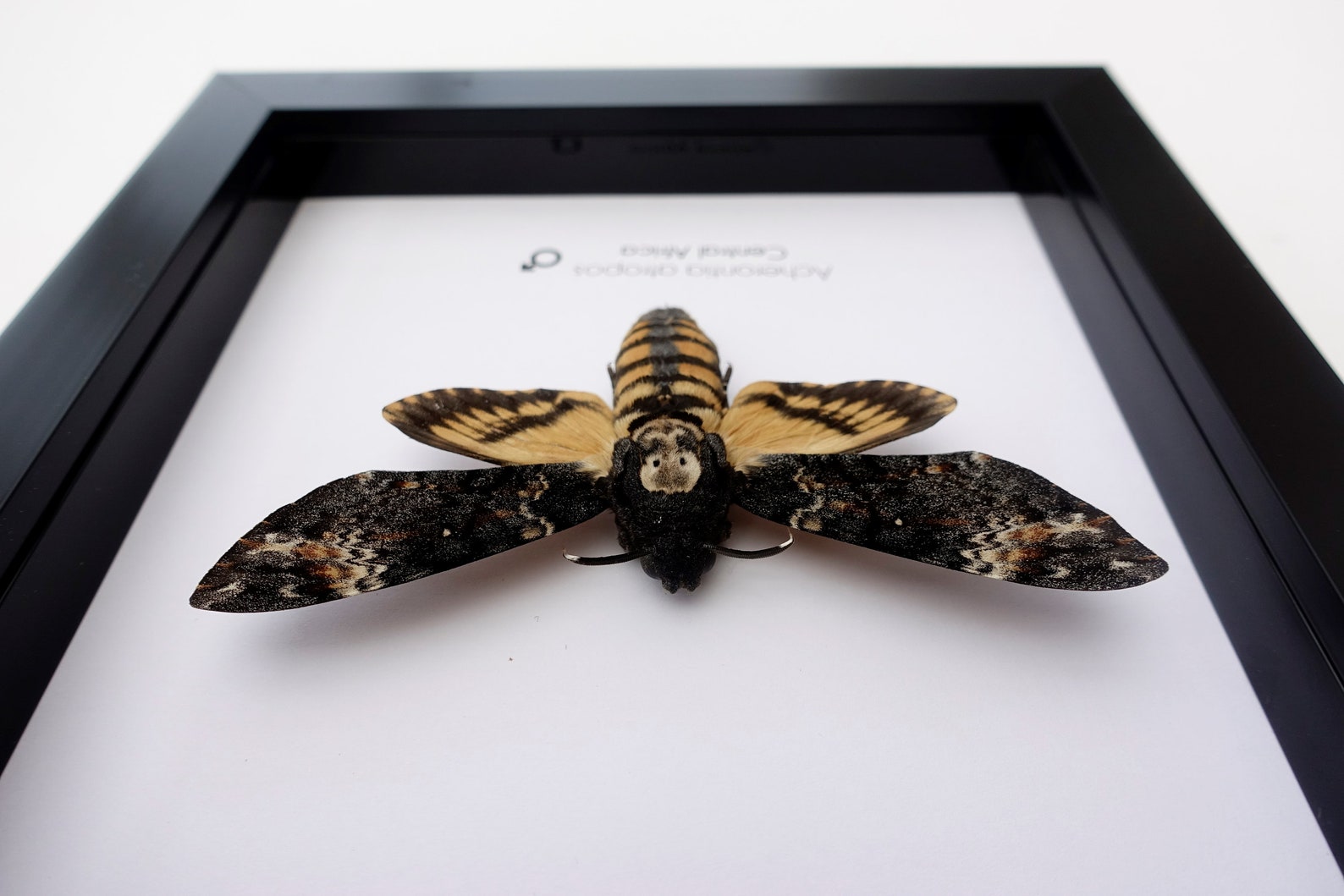 Acherontia Atropos the African Death's-head Hawkmoth - Etsy