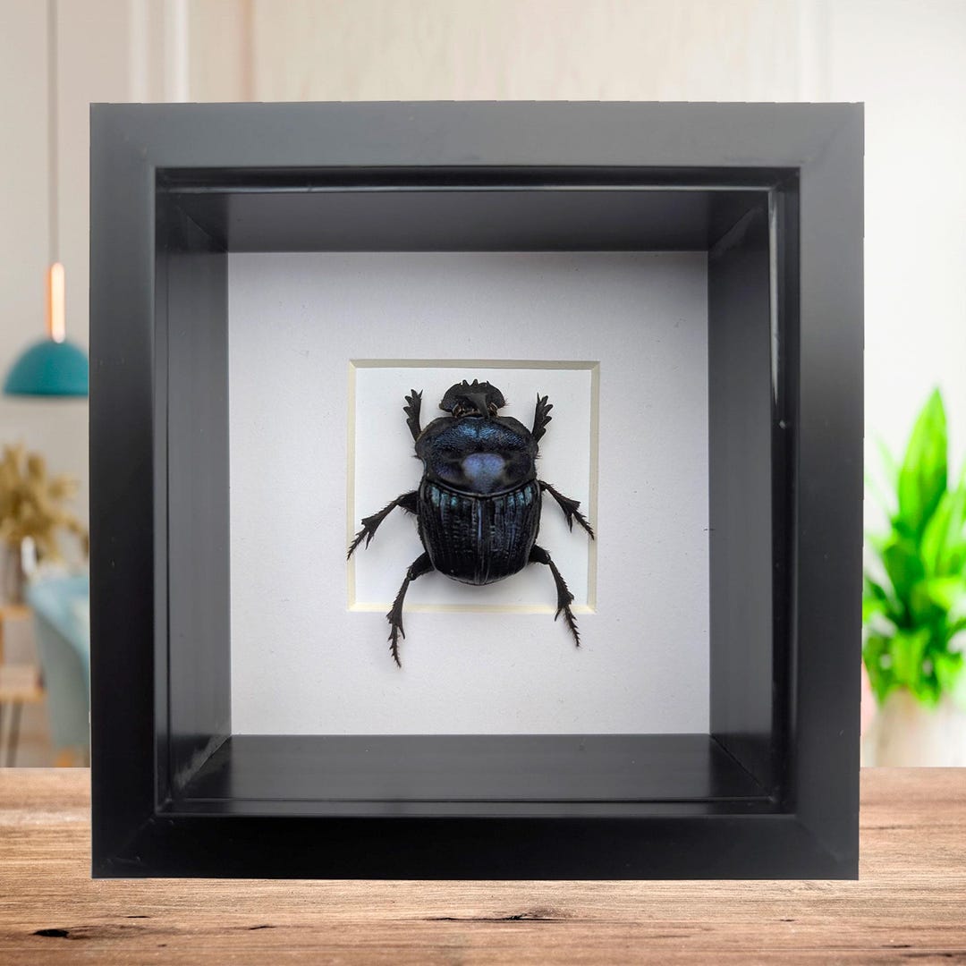 Framed Coprophanaeus Lancifer Beetle Male, Entomology Specimen, Insect ...