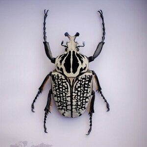 Goliathus Goliatus Meleagris, Eastern Goliath Flower Beetle, Beetle ...