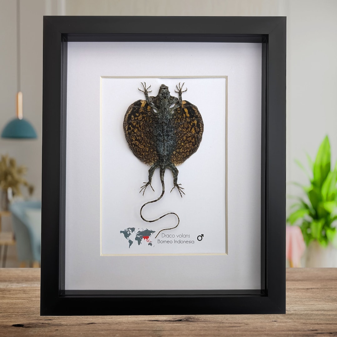 Draco Volans, Flying Lizard, Borneo Dragon, Yellow Bearded Gliding ...