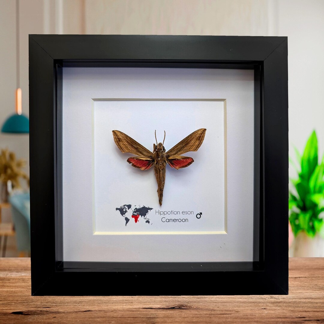 Framed Vine Hawk Moth Display, Entomology Gift, Ethically Sourced (6x6 ...