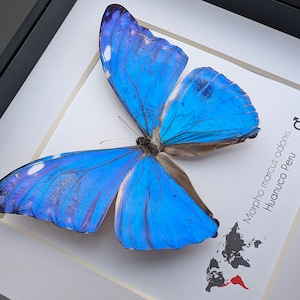 Morpho Marcus Adonis, the Adonis Morpho, the Adonis Butterfly, Big Blue Butterfly From Peru ...