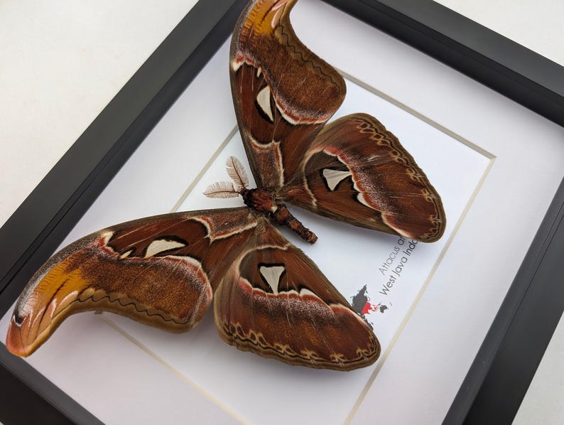 Framed Atlas Moth Taxidermy: Entomology Wall Art (10"x8") - Etsy UK